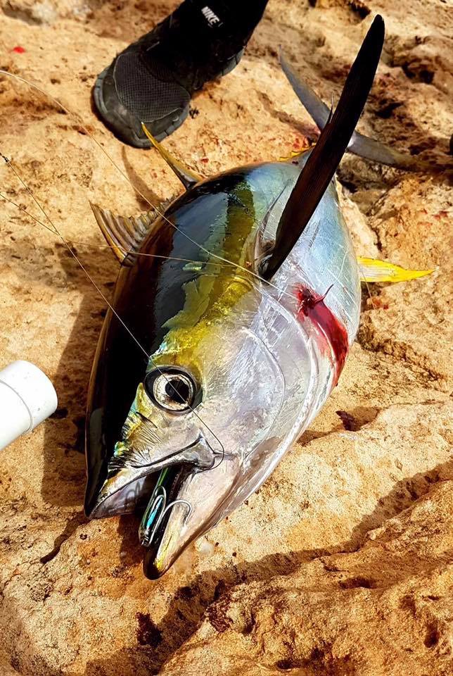 5" Mack Bait - Purple Bonito – Lively Lures